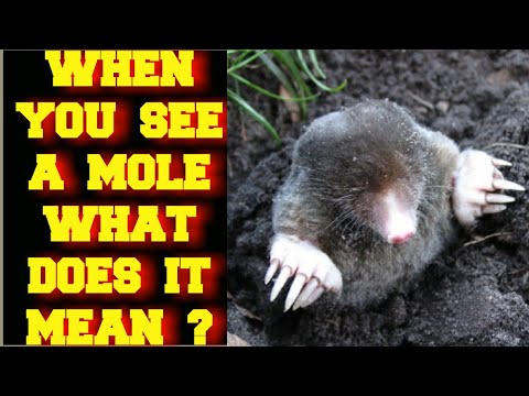WHEN YOU SEE A MOLE ANIMAL WHAT DOES IT MEAN ?