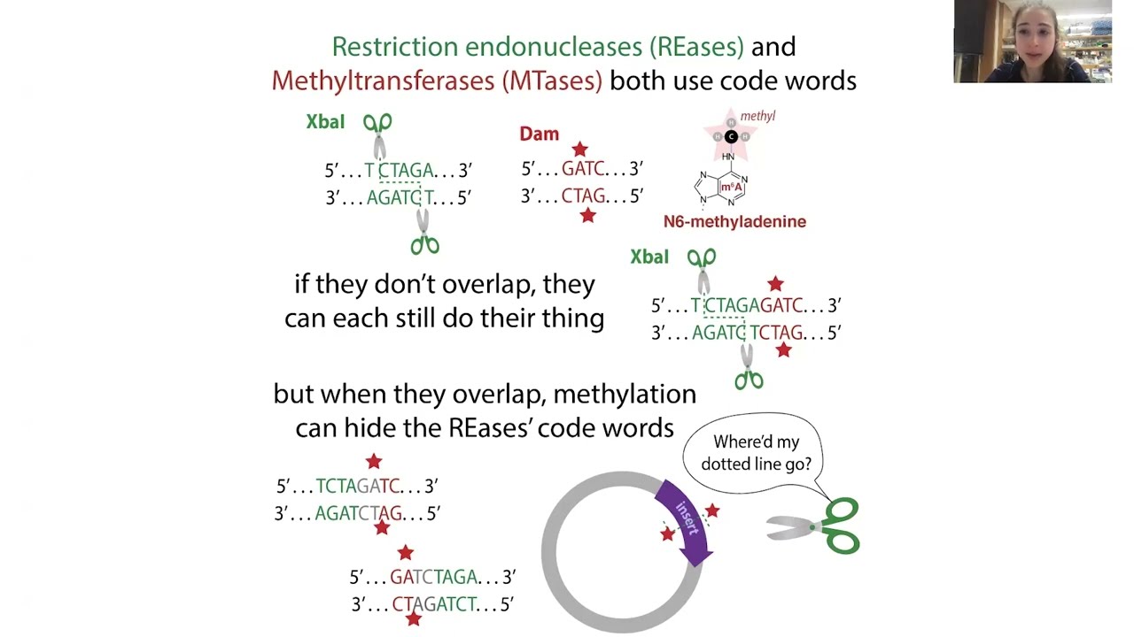 Understanding Restriction Enzymes: Their Role and Practical ...