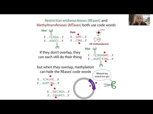 Understanding Restriction Enzymes: Their Role and Practical ...