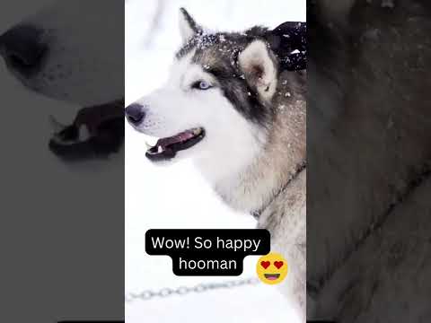 Husky WON'T Stop SMILING When it SNOWS! He LOVES COLD Weather! How Husky React To Snow Dog Videos😍😂