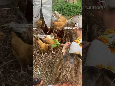 My chickens got sick from eating THIS toxic plant