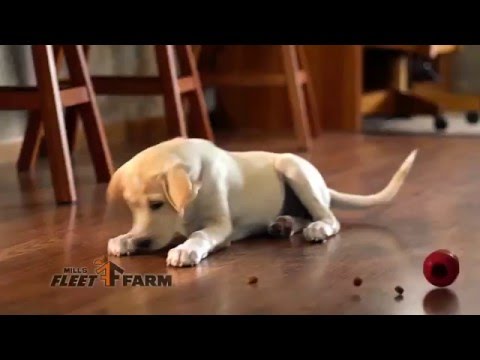 #NationalPuppyDay with Mills Fleet Farm!