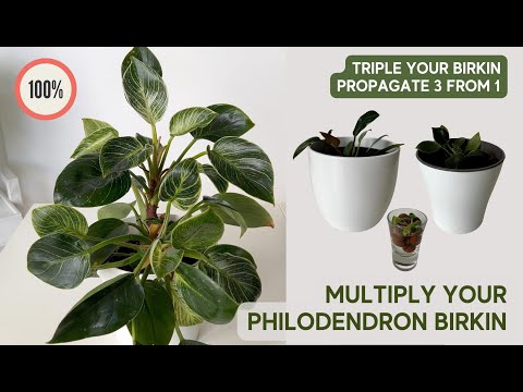 Moss Identification | Guide to Common Types of Moss