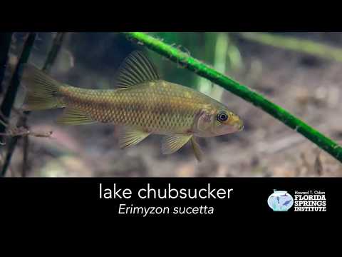 Lake Chubsucker – Florida Springs Institute