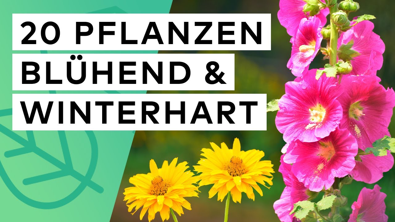 20 year-round flowering, hardy plants 🌼 🌺 Location ✓ Flowering time ✓ Height ✓ Soil ✓