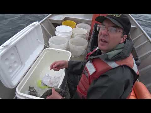 Discovering - MDNR Fish Survey Big Bay De Noc, Puddingstones