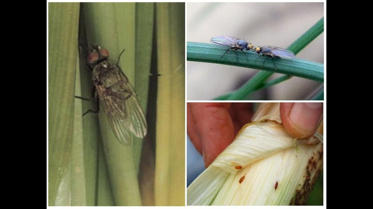 ATENȚIE! MUSCA CEPEI! Cum ne protejăm culturile de ceapă și usturoi de acest dăunător.