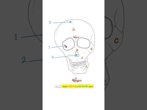 Anatomy Quiz (#4) Can you name your skull bones? The Skeleton of face (Facial Skeleton)
