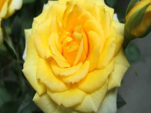 Meaning of Yellow Rose