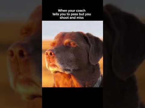 Cooked Dog Meme