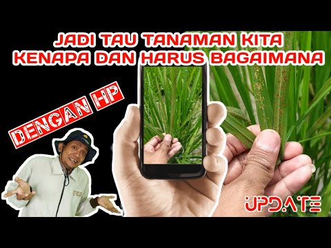 Jadi Mudah dan Paham Kondisi Tanaman #plantix