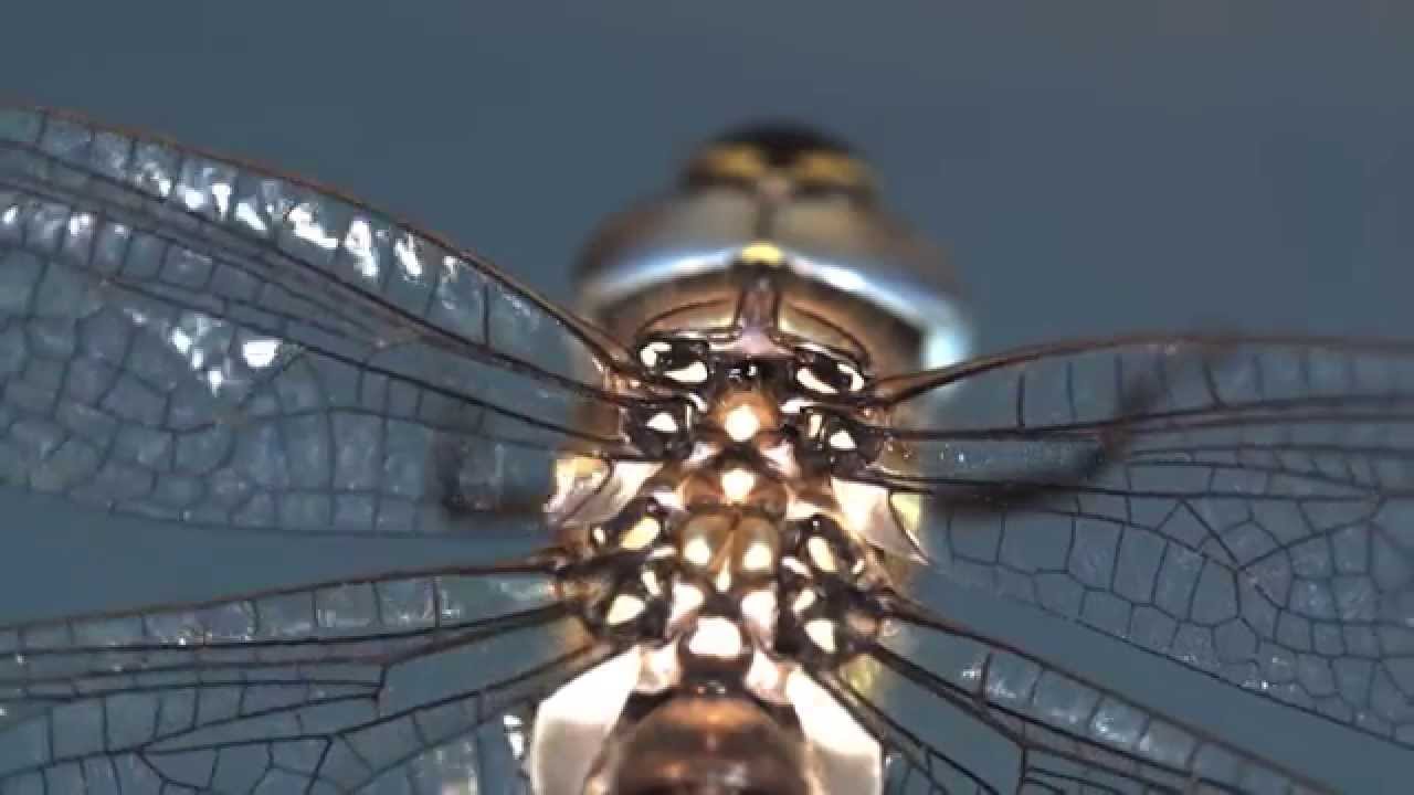 Investigating the Secrets of Dragonfly Flight