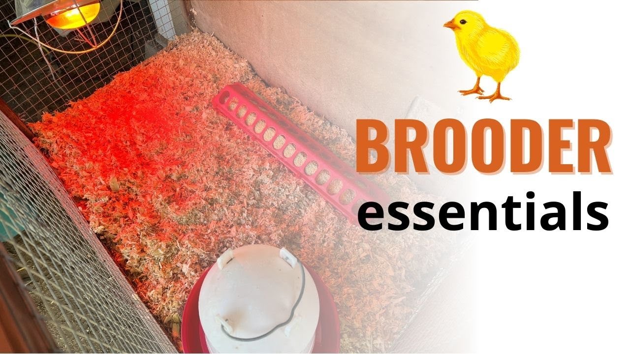 How I Set Up My Chick Brooder Fast and Easy!