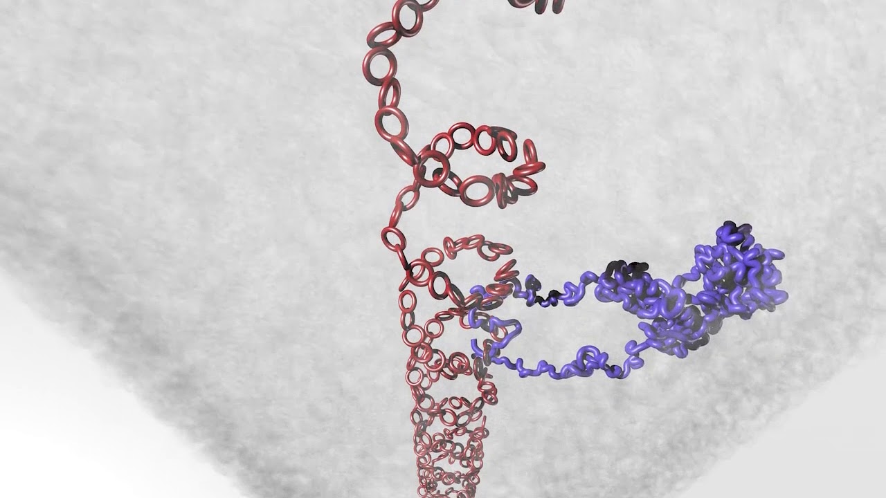 Loop Extrusion Model Of Chromosome Folding Физика Спроси Beyond