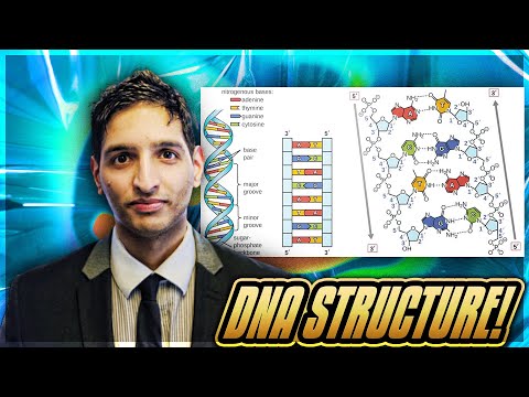 THE STRUCTURE OF DNA EXPLAINED (PLUS HOW TO MODEL DNA) - GCSE REVISION WITH EXAM QUESTIONS