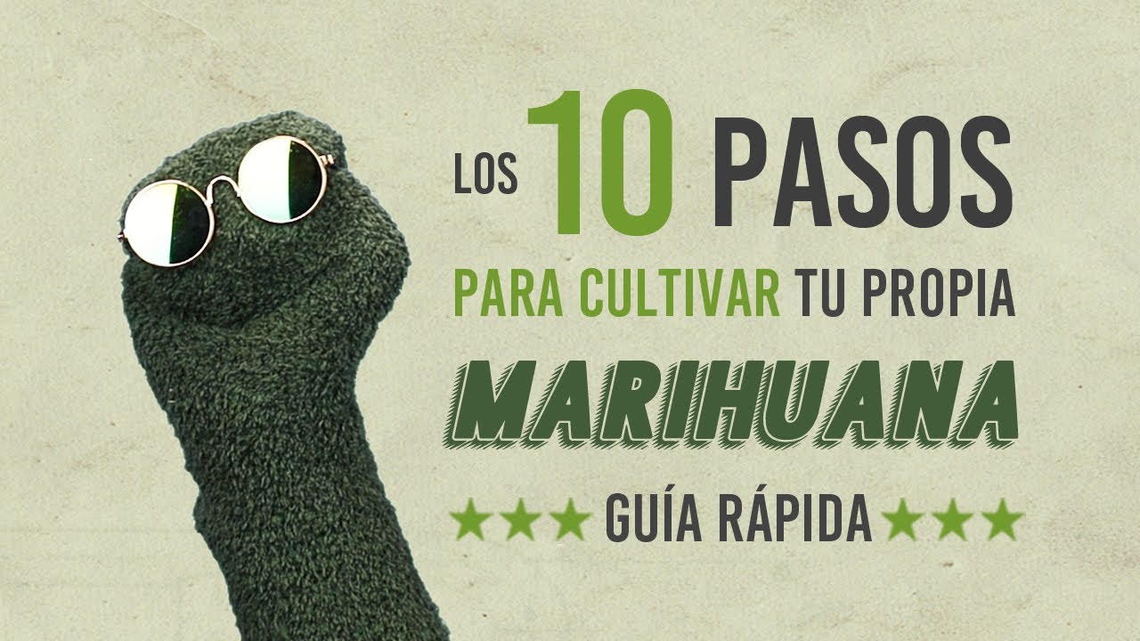 The 10 Steps to Growing Your Own Marijuana (Quick Guide) - Sock Kush