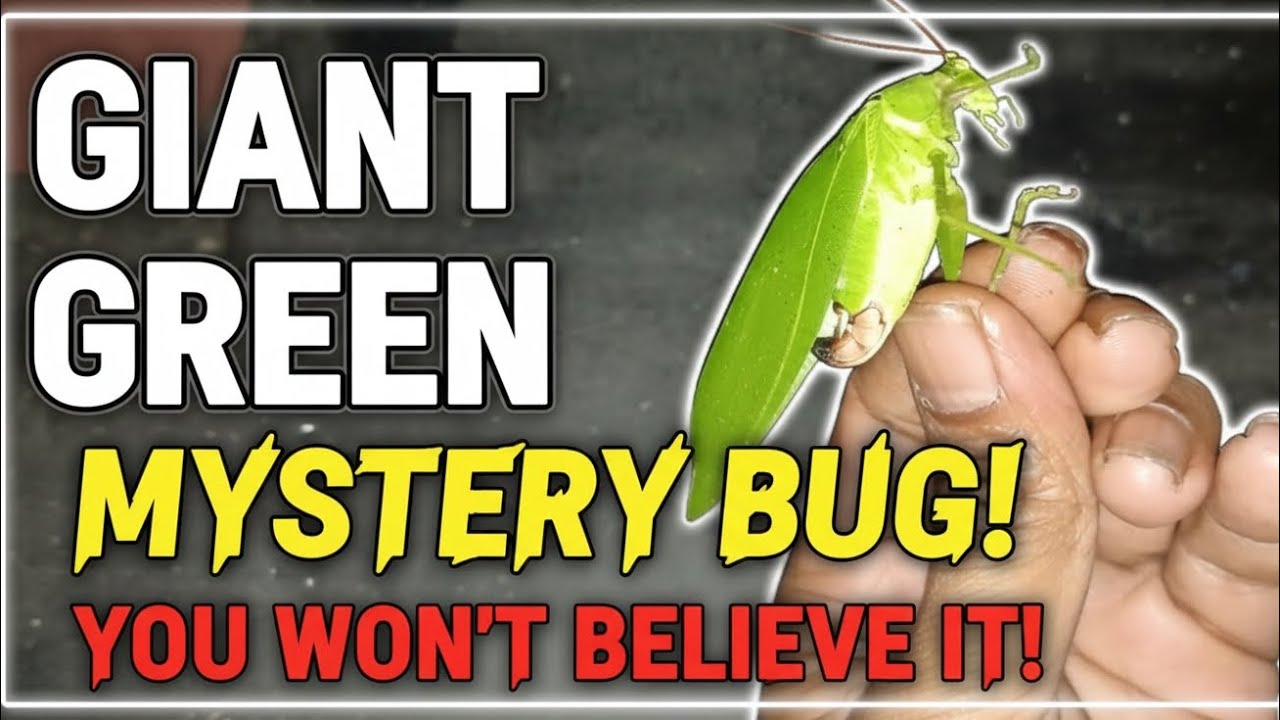This Green Leaf Bug Looks Unreal 😳 | Don’t Touch It!