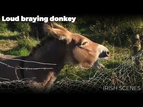 Loud Braying Donkey