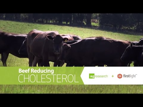 Beef reducing cholesterol – A new research project funded by High-Value Nutrition
