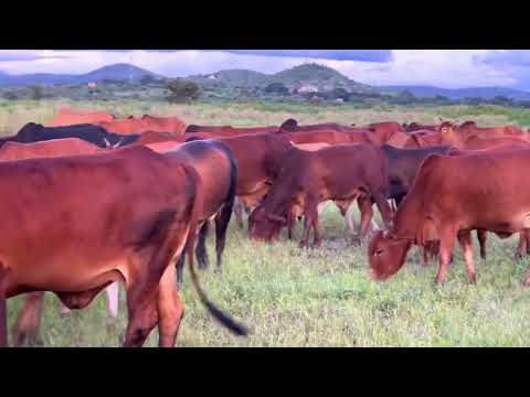 ESSENTIAL TIPS TO START RAISING CATTLE (BASIC INFORMATION NEEDED)
