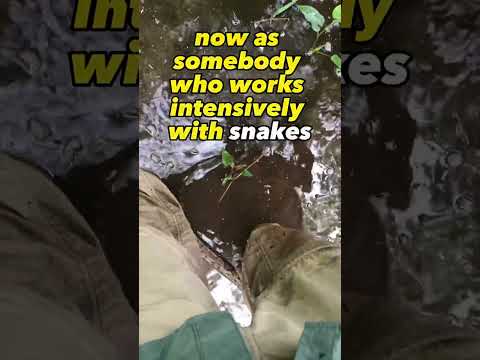 The Cottonmouth has one of the most undeserved reputations! #cottonmouths #venom #snake #reptile