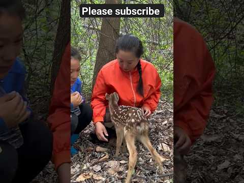 woman milking the baby deer #viral #free #how #trending #animals #milking #deer #woman #amazing