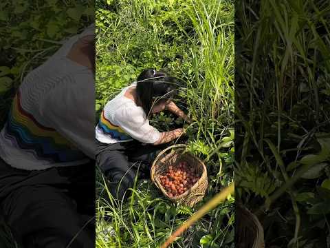 Picking wild fruits very yummy #fruit #naturelovers #natural