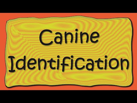 Canine Identification (Permanent tooth Identification)