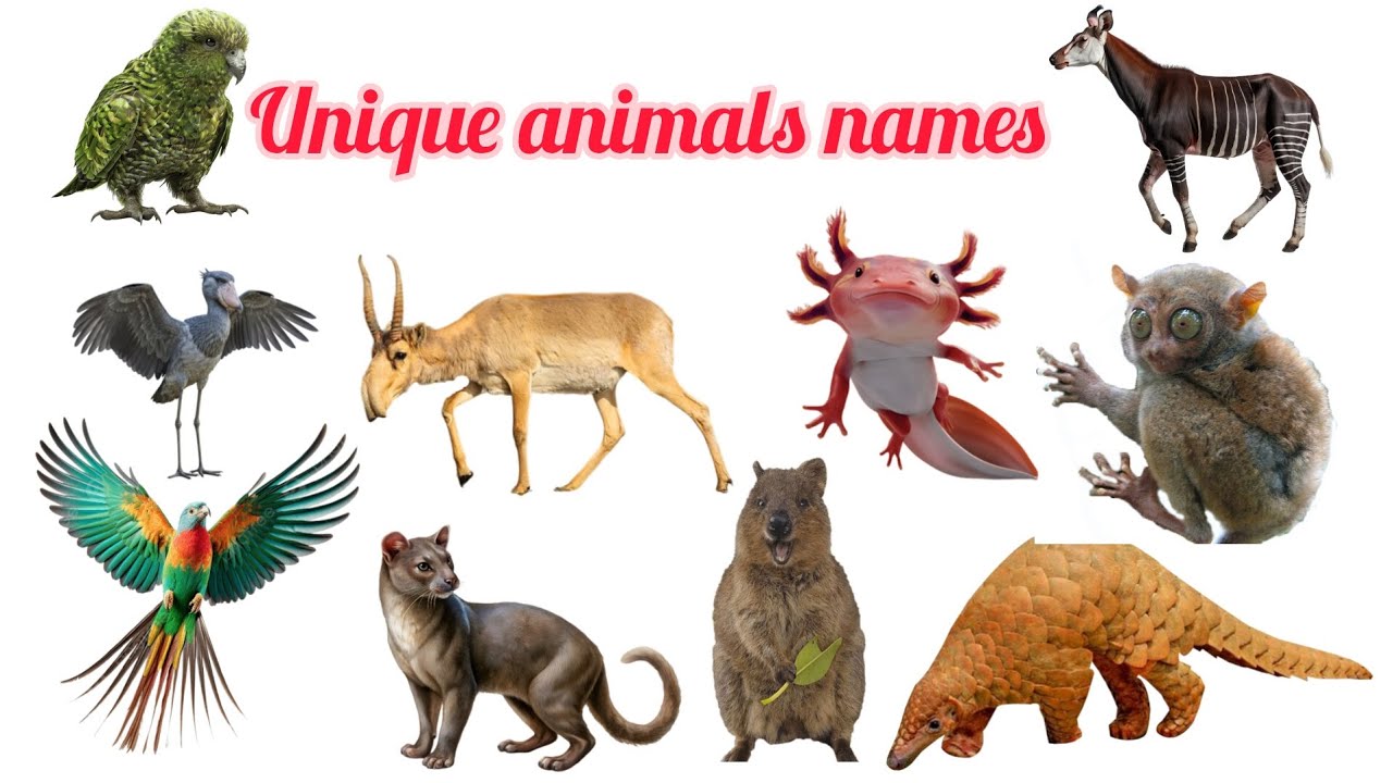 🦋 “Meet 10 Unique  Animals from Around the World – Fun Learning for Kids!”