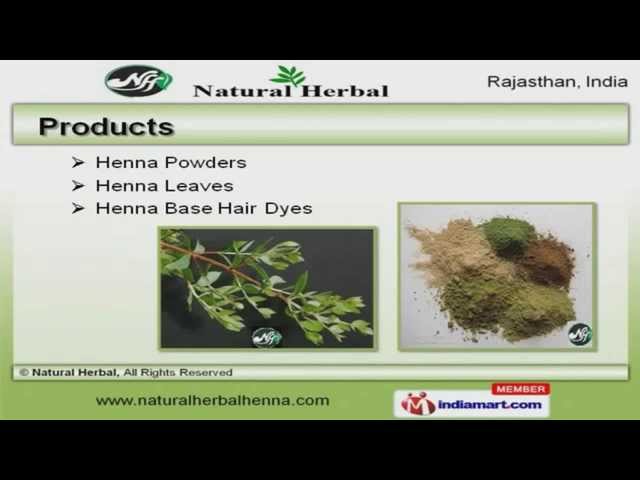 Herbal Powder - Amba Haldi Powder ( Curcuma Amada) Manufacturer from Sojat