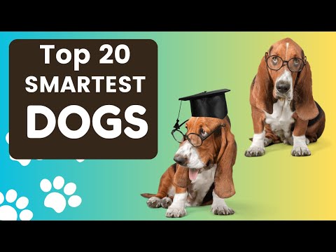 The Genius Canines: Ranking the Top 20 Smartest Dog Breeds in the World!