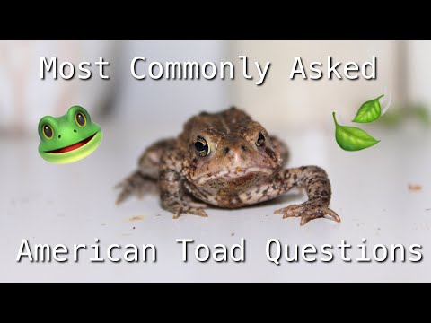 Answering The Most Common American Toad Questions!
