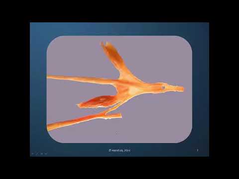 Understanding the Dorsal Apparatus of the Finger; Part 1 of 11: Dorsal Apparatus Anatomy