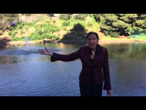 Sheila Sabine - Out and About - Overview of Montclair Park