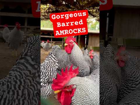 Gorgeous barred Amrock roosters and hens! #chickens #amrocks #hühner #farming #chickenfarm #rooster