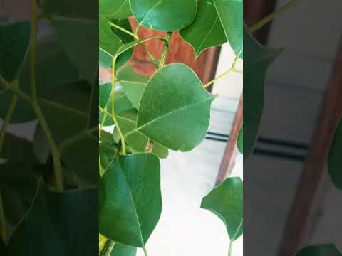 Benefits of sheesham leaves#youtubeshorts #viral #nature 😱😱