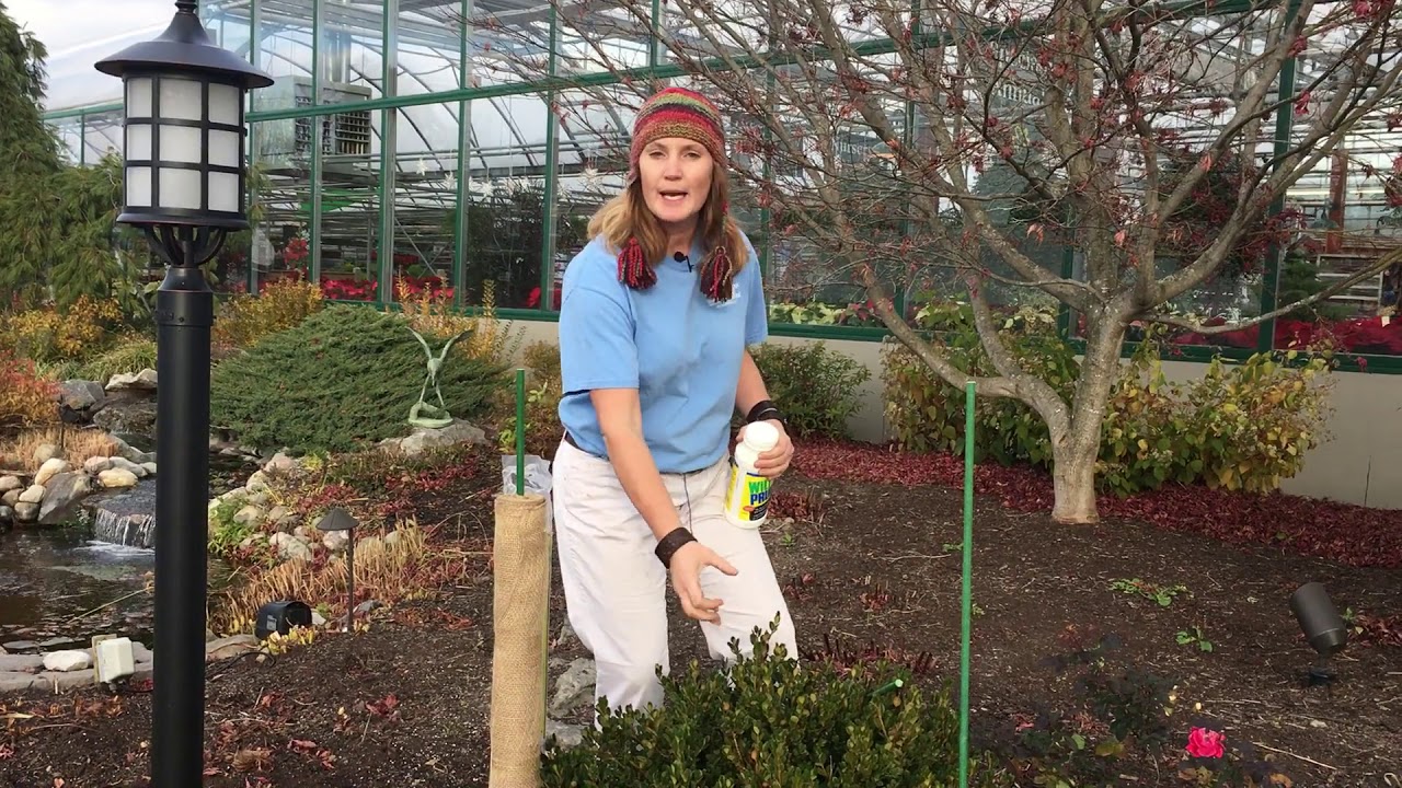 How to Avoid Winter Burn on Evergreens