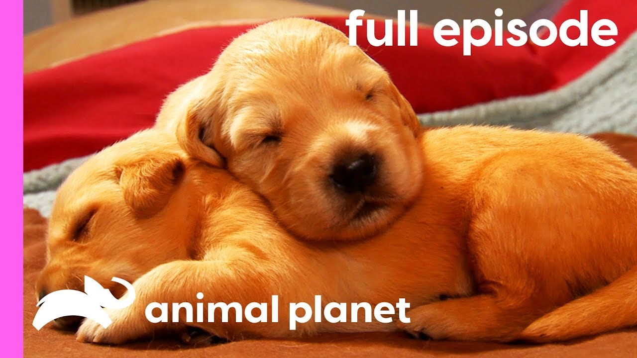 Labrador, Shih Tzu, and Golden Retriever Puppies! | Too Cute! (Full Episode)