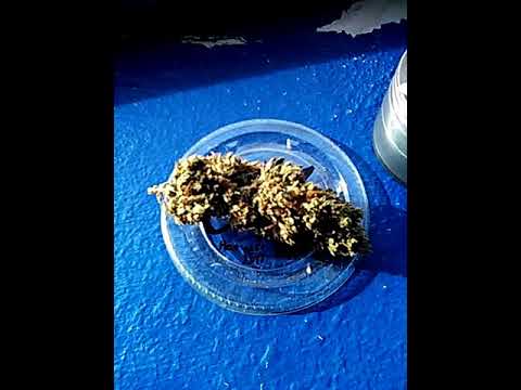 G13 strain and smoke Review