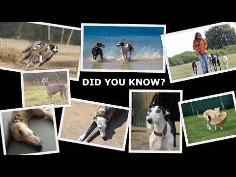 Did You Know? Sighthounds