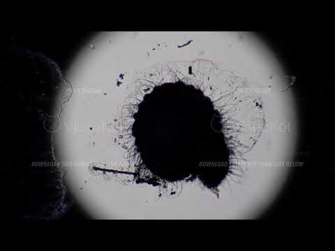 Larva of a domestic parasite The drugstore beetle timelapse