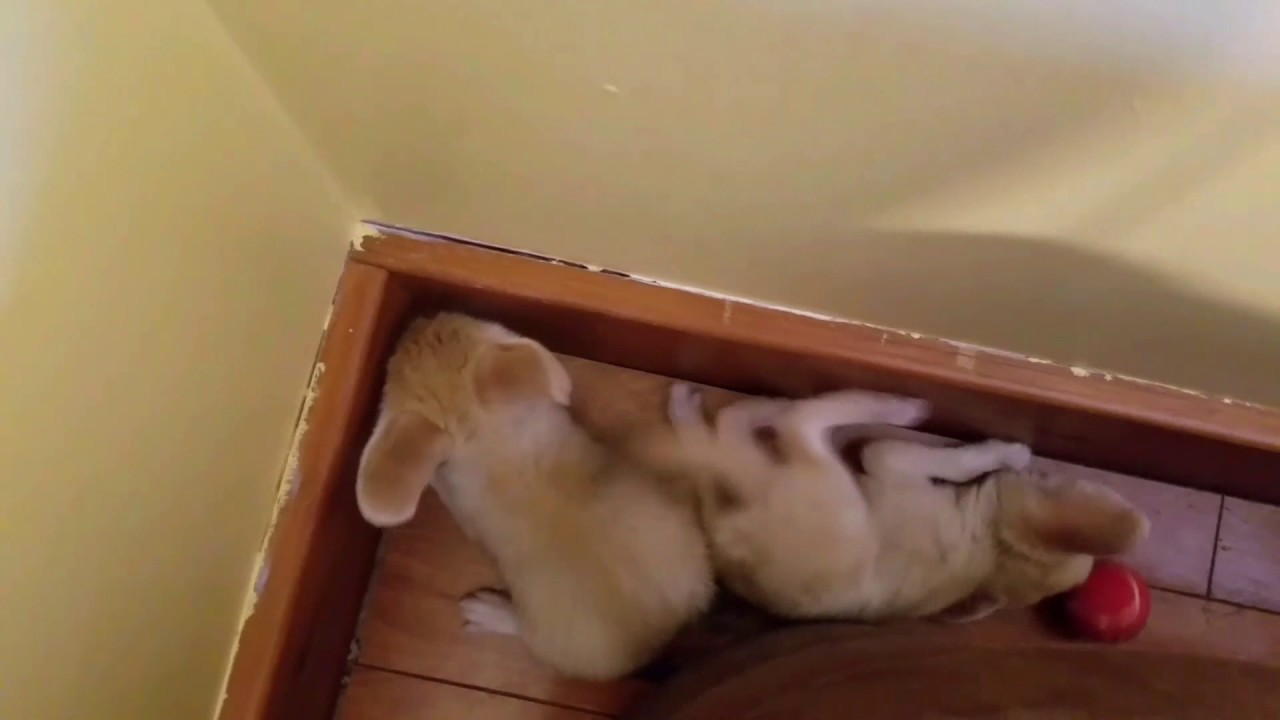 Adorable Fennec Fox Kit Tries to Dig Through the Wall