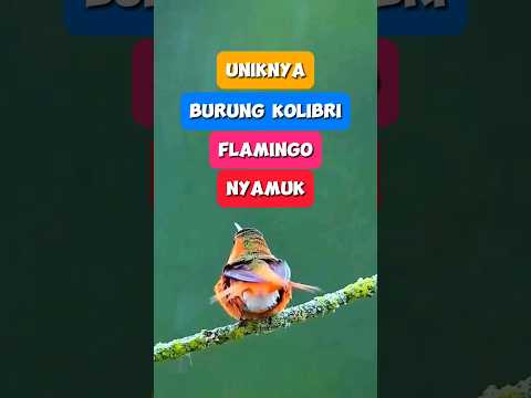 Uniknya Burung Kolibri, Flamingo dan Nyamuk | Fakta Menarik Hewan #kolibri #flamingo #mosquito