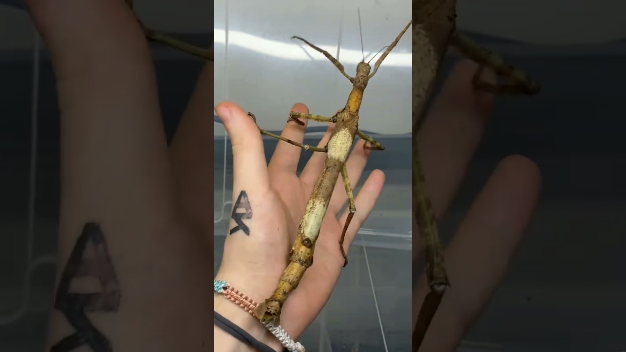 Ever seen leaves like insects?