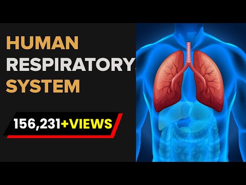 Human Respiratory System | Respiratory System Anatomy | Biology | Letstute