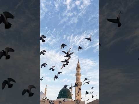 Pigeons Flying Peacefully in Masjid Nabawi #hijab #love #beautiful #nature