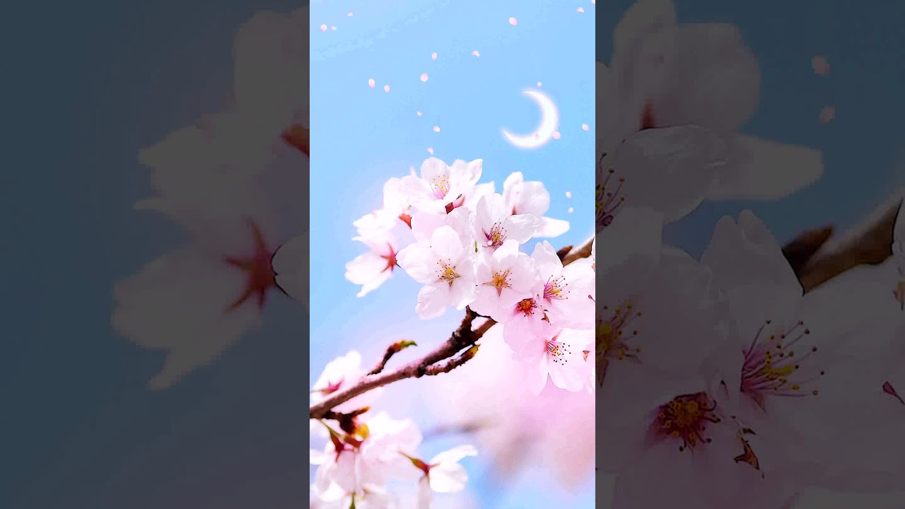 [HIVE] Pink Cherry Blossom Moon (AOD + LIVE)