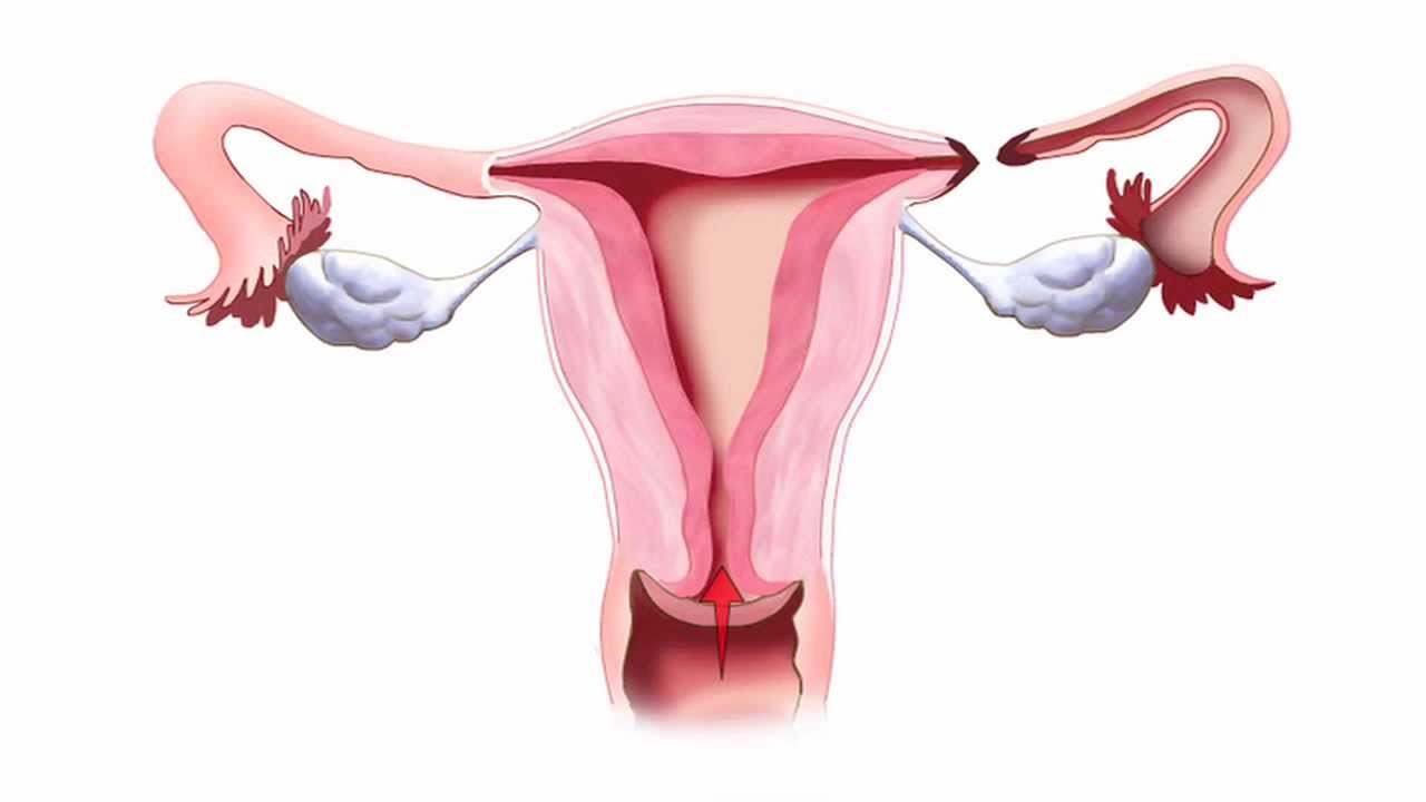 Fallopian Tube Animation
