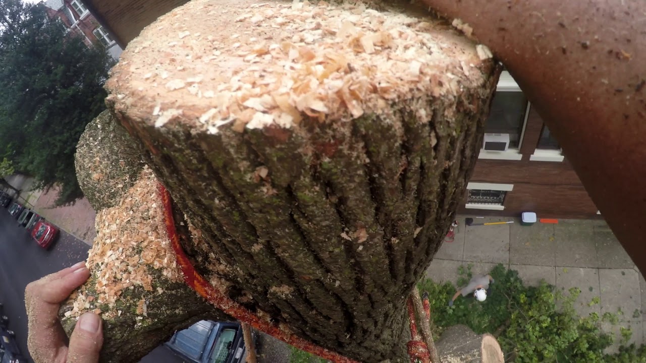 NORWAY MAPLE RAW