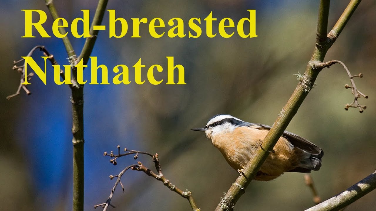 At Your Feeder: Red breasted Nuthatch